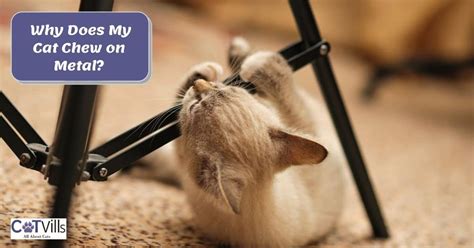 Reasons Why Cats Chew On Metal And How To Prevent It