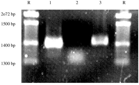 Nifh Dig Labelling Probe Obtained From The Pcr Reaction Lanes 1 And 3 Download Scientific