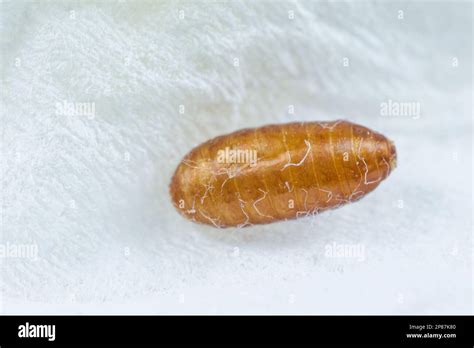 Pupa Di Simuliidae