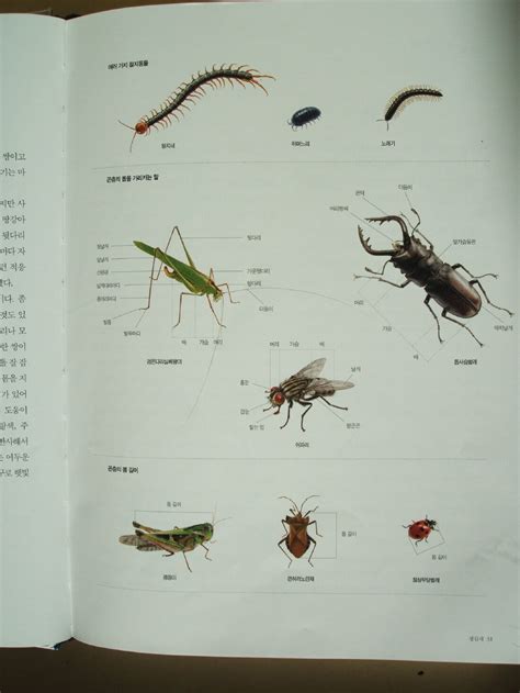 알라딘서재 세밀화로 그린 곤충도감