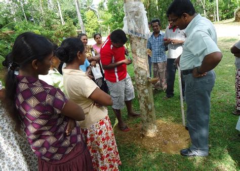 භූමි කළමනාකරණය හා රබර් වගාව අක්කර50 ගම්මානය ඔබ සාදරයෙන් පිළිගනිමු