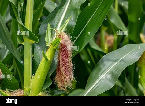 Cornfield With Corn Ear And Silk Growing On Cornstalk Ethanol Farming