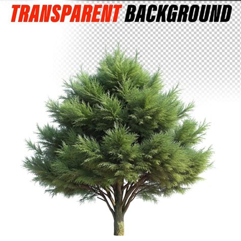 Premium PSD A Tree With Green Leaves On Transparent Background