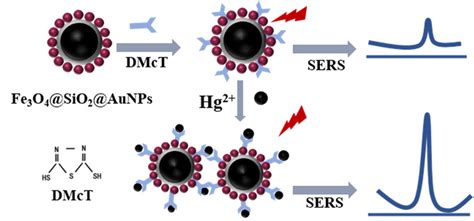 Schematic Diagram Of Hg 2 Detection Based On Dmct Functionalized Download Scientific Diagram