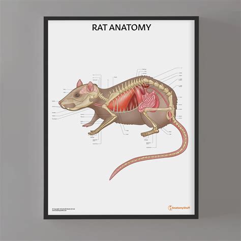 Rat Anatomy Poster Bones Organs Small Mammal Anatomystuff