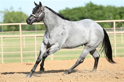 M R Industry Mcintosh Ranch Blue Roan Quarter Horse Blue Roan