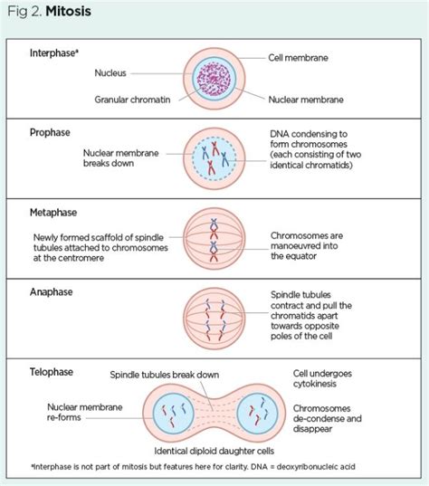 Genes And Chromosomes 2 Cell Division And Genetic Diversity Nursing
