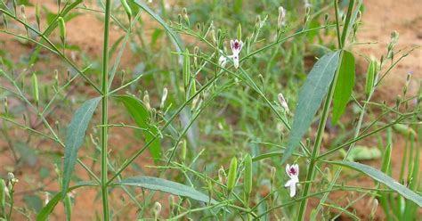 Best Andrographis Paniculata Supplements Superfood Journal