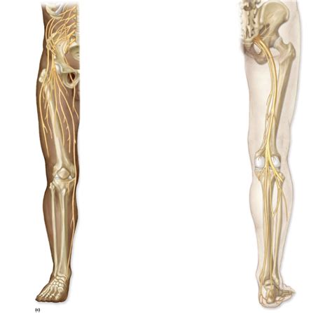 Lumbar And Sacral Plexus Diagram Quizlet