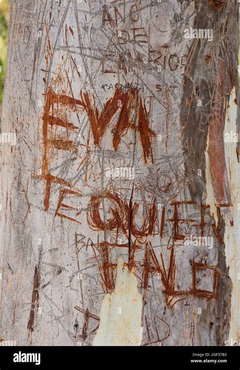 Carved Into Tree Bark Hi Res Stock Photography And Images Alamy