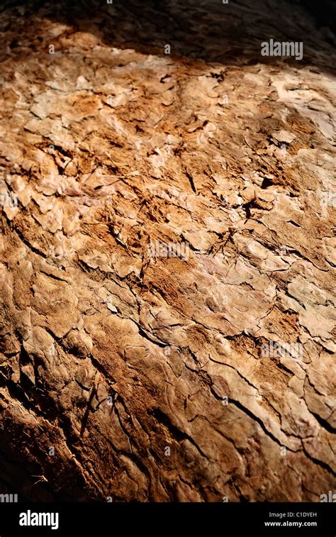 Nature Tree Bark Surface Texture Stock Photo Alamy