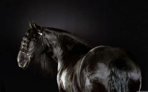 Black Horse Wallpapers Top Free Black Horse Backgrounds Wallpaperaccess