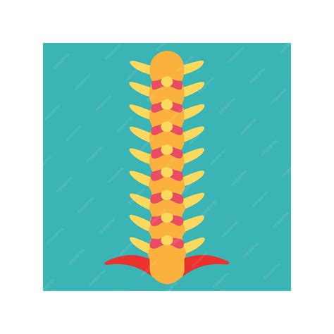 Premium Vector Human Spinal Structure Diagram