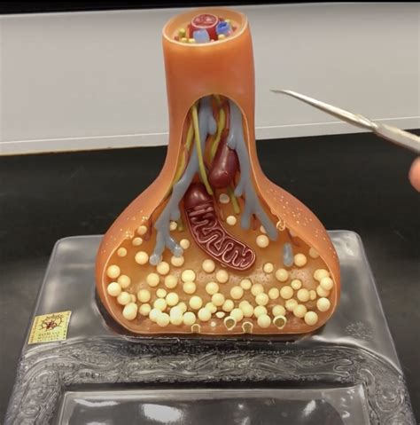 Synapse Diagram Quizlet