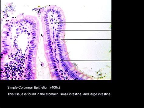 Simple Columnar Epithelium Nonciliated Diagram Quizlet