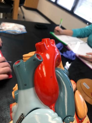 Klingler Practical 6 Circulatory And Sheep Heart And Heart Models Flashcards Quizlet
