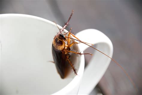 American Cockroach Flying