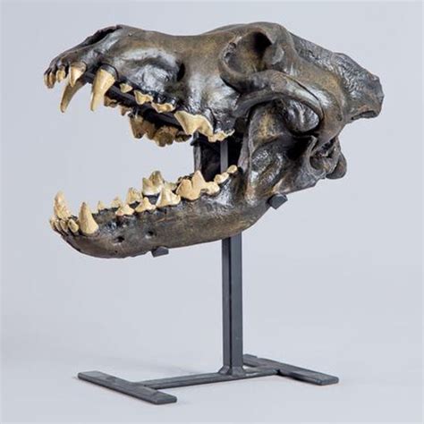 Dire Wolf Fossil Skull Cast Skullstore Inc