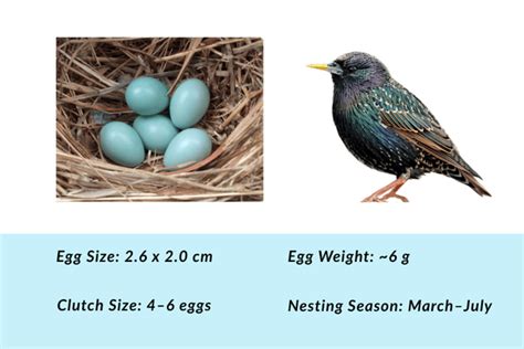 What Birds Lay Speckled Eggs The Shocking Purpose Of Egg Speckles Birds