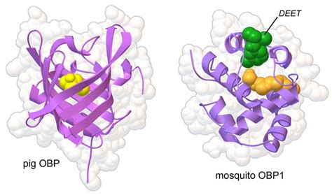 Pdb 101 Molecule Of The Month Odorant Receptors