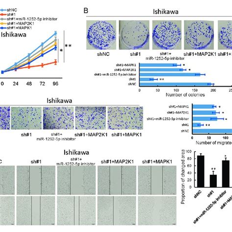 Knockdown Of Al161431 1 Repressed Ec Cell Proliferation And Migration Download Scientific
