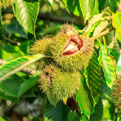 Hybrid American Chestnut Trees For Sale Perfect Plants