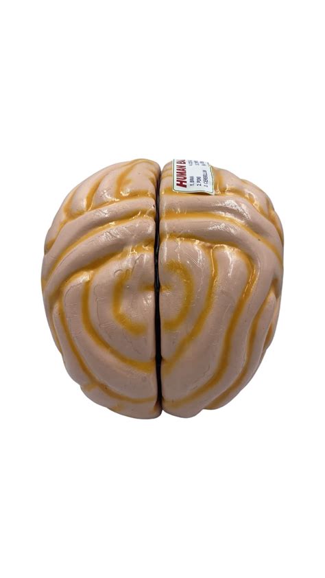Lexbax Human Brain Model Anatomy Color Coded Life Size For Science