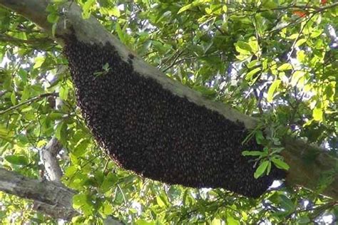 බඹර ප්‍රහාරයකින් පාසල් සිසුන් 42 දෙනෙක් රෝහලට Lnw Sinhala