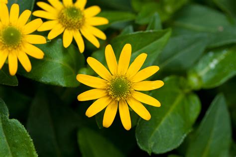 TALYA™ Great Yellow - Danziger