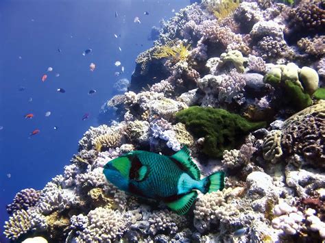 Parrot Fish Coral Reefs Herbivores Scales Britannica