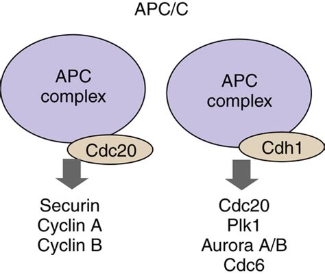 Regulation Of The Cell Cycle Oncohema Key