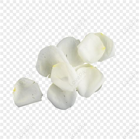 꽃 로맨틱 자연 장미사진신선한 꽃하얀 Png 일러스트 무료 다운로드 Lovepik