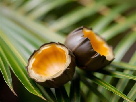 Palm Kernel Shell The Ultimate Guide To 7 Incredible Uses