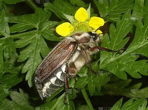 金龟子素材 花瓣网