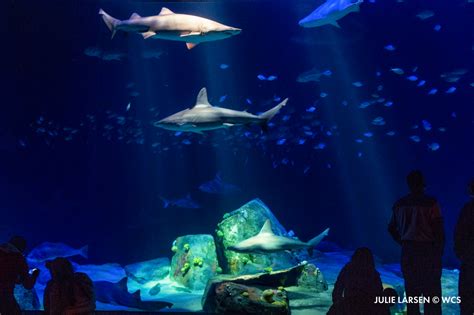 New York Aquarium Sharks