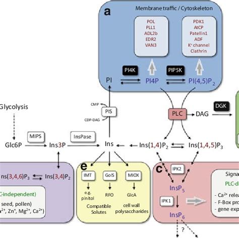 Pdf Pi Plc Phosphoinositide Phospholipase C In Plant Signaling