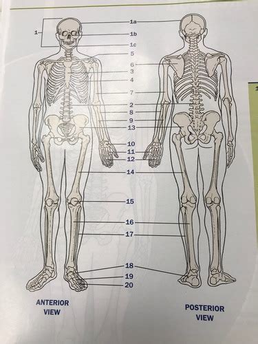 HA P Lab Exam 2 Flashcards Quizlet