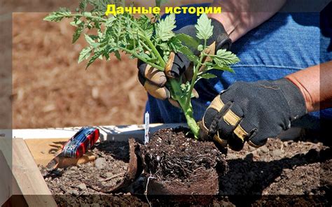 10 правил которые обязательно нужно соблюдать при высадке рассады томатов в теплицу и открытый