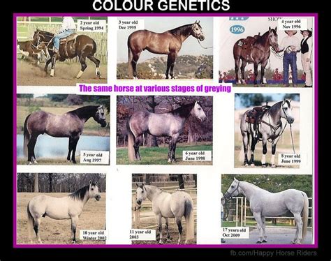 Fyi Grey Is A Dominant Gene Thats Considered More Of A “colour