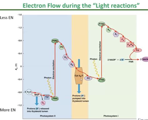 Biol 215 Lecture 16 Flashcards Quizlet
