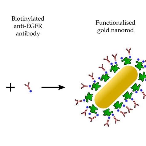The Biotinylated Anti Egfr Antibodies Exhibit High Affinity To The