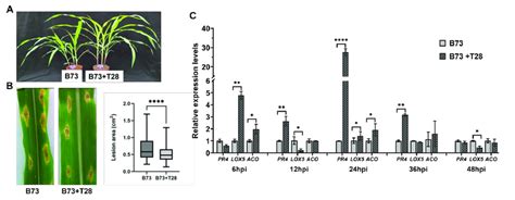Trichoderma Harzianum T28 Primed Induced Systemic Resistance Isr In Download Scientific