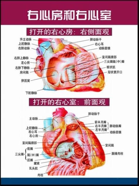 心脏解剖图谱01word文档在线阅读与下载无忧文档
