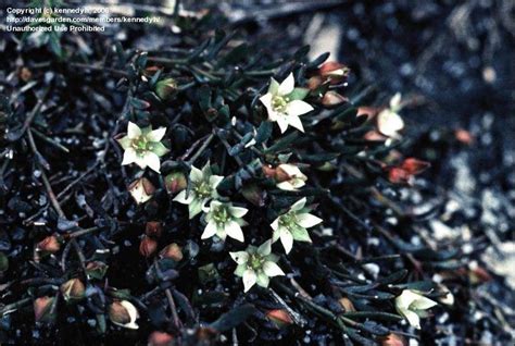 Plantfiles Pictures Boronia Species Small Boronia Swamp Boronia
