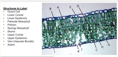 Root Hair Xylem Spongy Mesophyll At Donna Post Blog