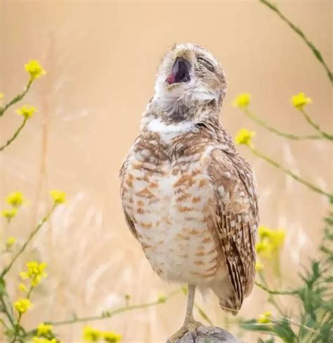 تصاویر دیدنی و جذاب از حیات وحش