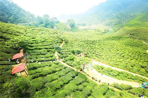 카메론 하이랜드 녹차농장~~