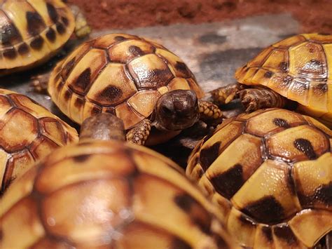 마린렙타일 동헤르만 육지거북 베이비 입고 완료😎 아이들 케어 후 분양시작합니다 🐊 정확한 정보