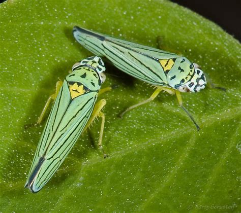 Psychedelic Cicadellid Graphocephala Atropunctata Bugguide Net