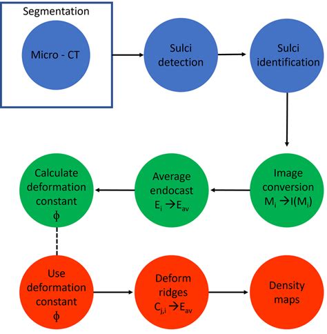 Workflow Of Steps Followed To Create Density Maps Blue Sulcus